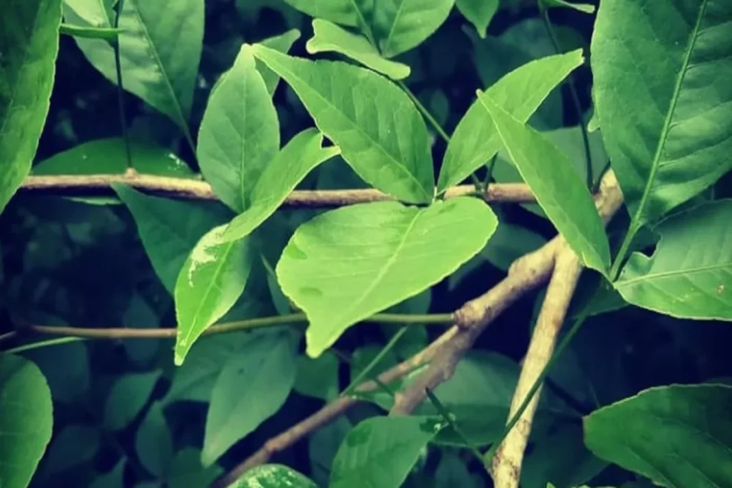 Bael Leaves Benefits: इन 5 परेशानियों के लिए बेहद रामबाण है ये बेल का ...